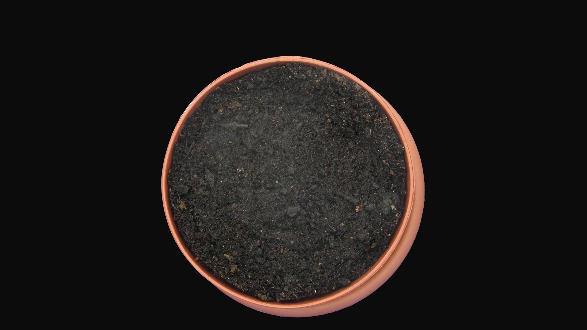 Time-lapse Of Growing Broccoli (brassica Stock Footage SBV-334390129 ...