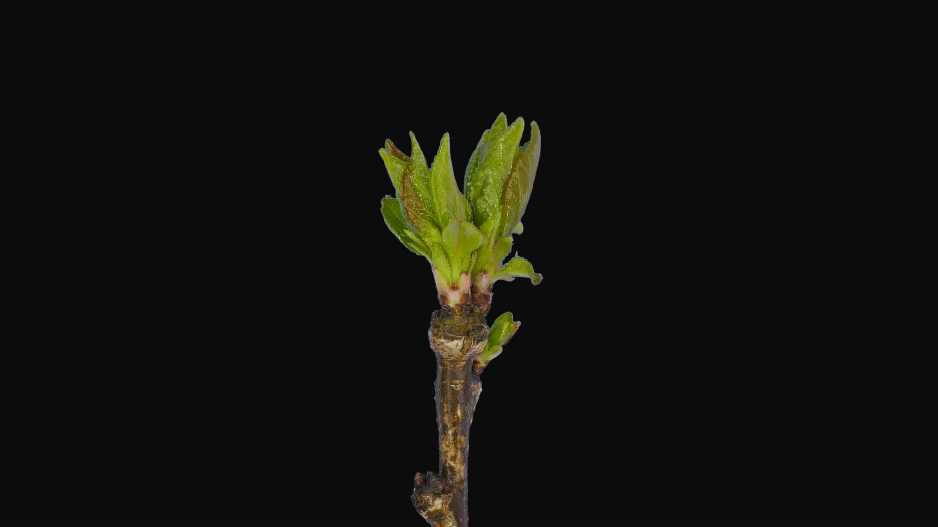 Time-lapse of growing Elderberry tree (Elder or Sambucus) sprouts 1g1 ...