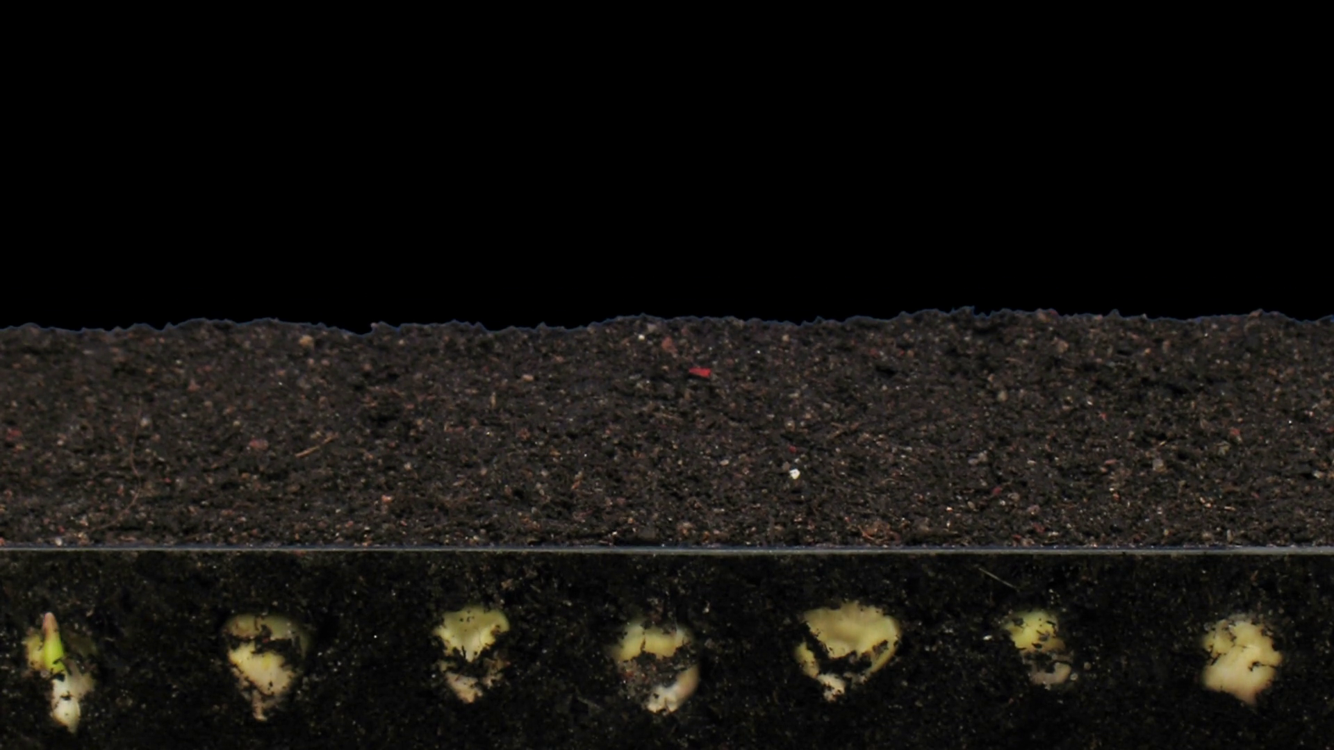Time-lapse of growing maize vegetables 6a3 in RGB + ALPHA matte format ...