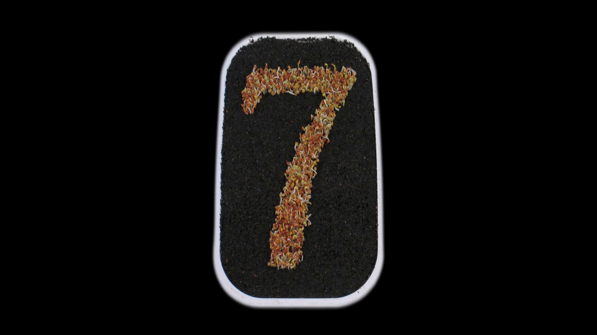 Time-lapse Of Growing Number 7 (seven) From Stock Footage SBV-323856910 ...