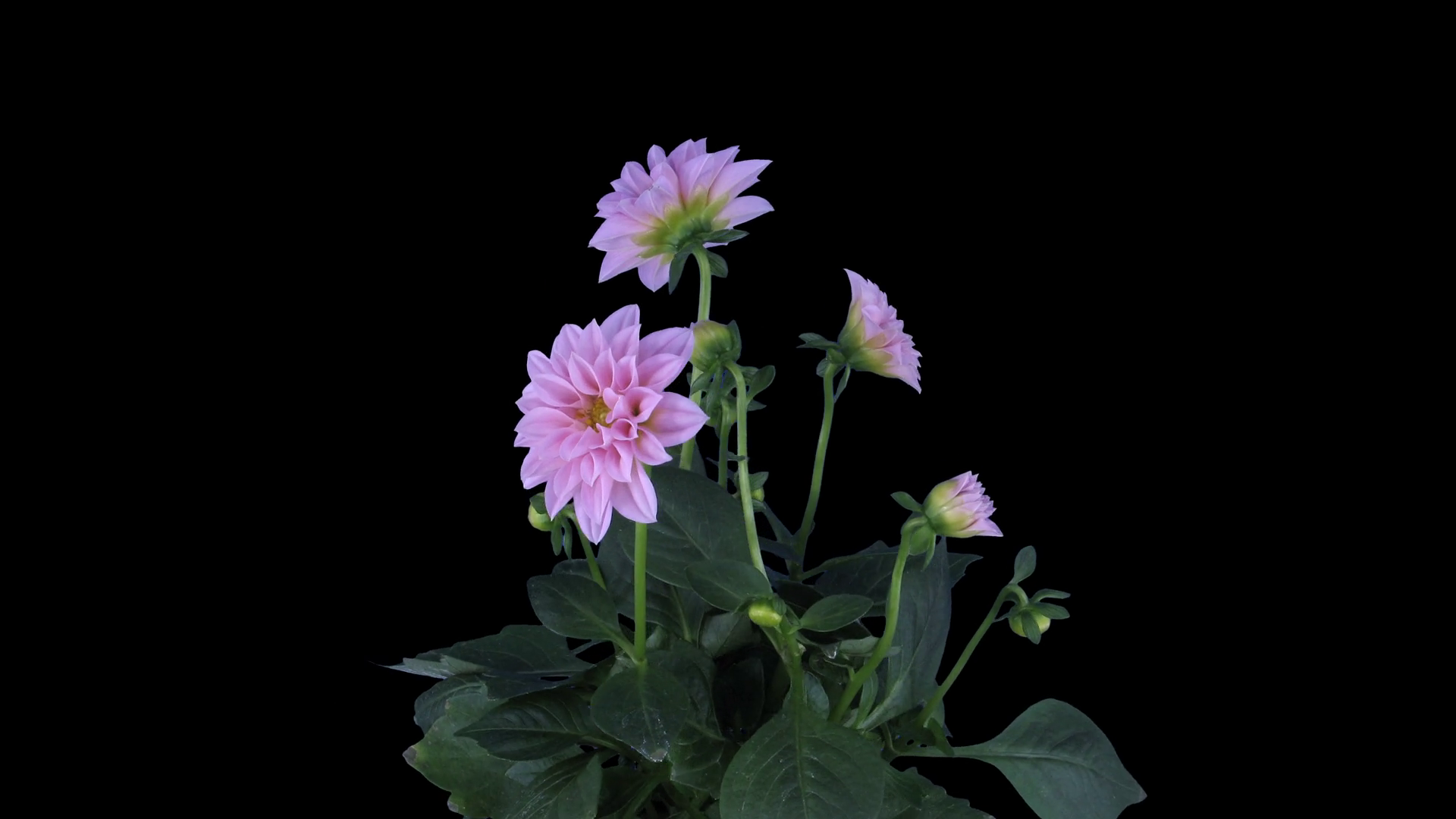 Time-lapse Of Growing Opening Rotating Pink Stock Footage SBV-320373511 ...