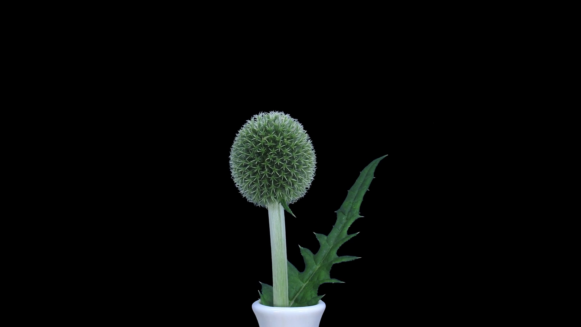 Time-lapse Of Growing Weed Blossom 1x1 With Stock Footage SBV-318092083 ...