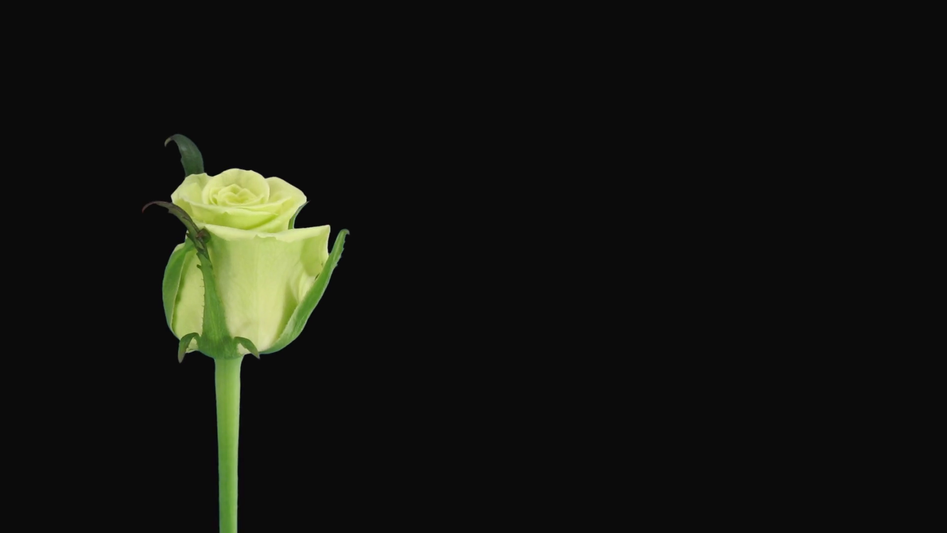Time-lapse Of Opening Green Jade Rose 1x1 Stock Footage SBV-317763201 ...