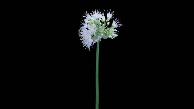 Alpha Globe Stock Footage: Royalty-Free Video Clips - Storyblocks