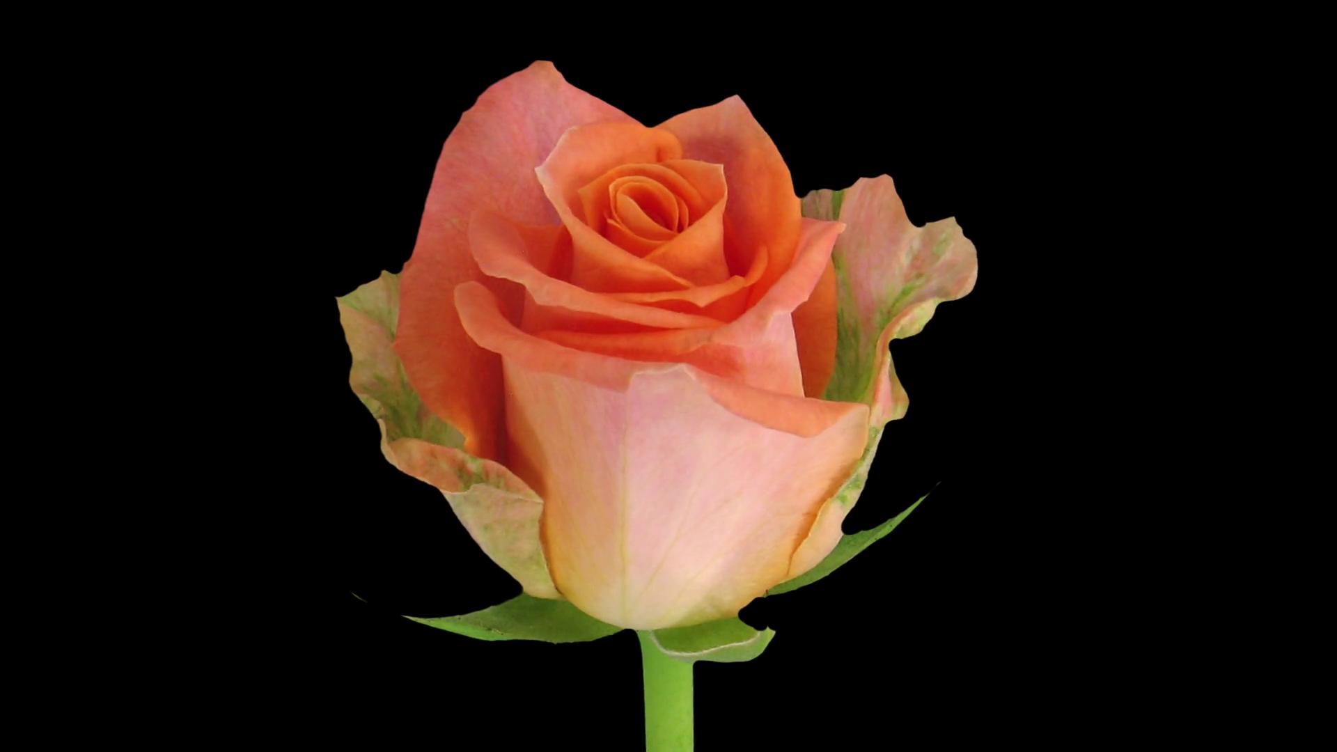 Time-lapse Of Opening Orange Colandro Rose Stock Footage SBV-316155506 ...