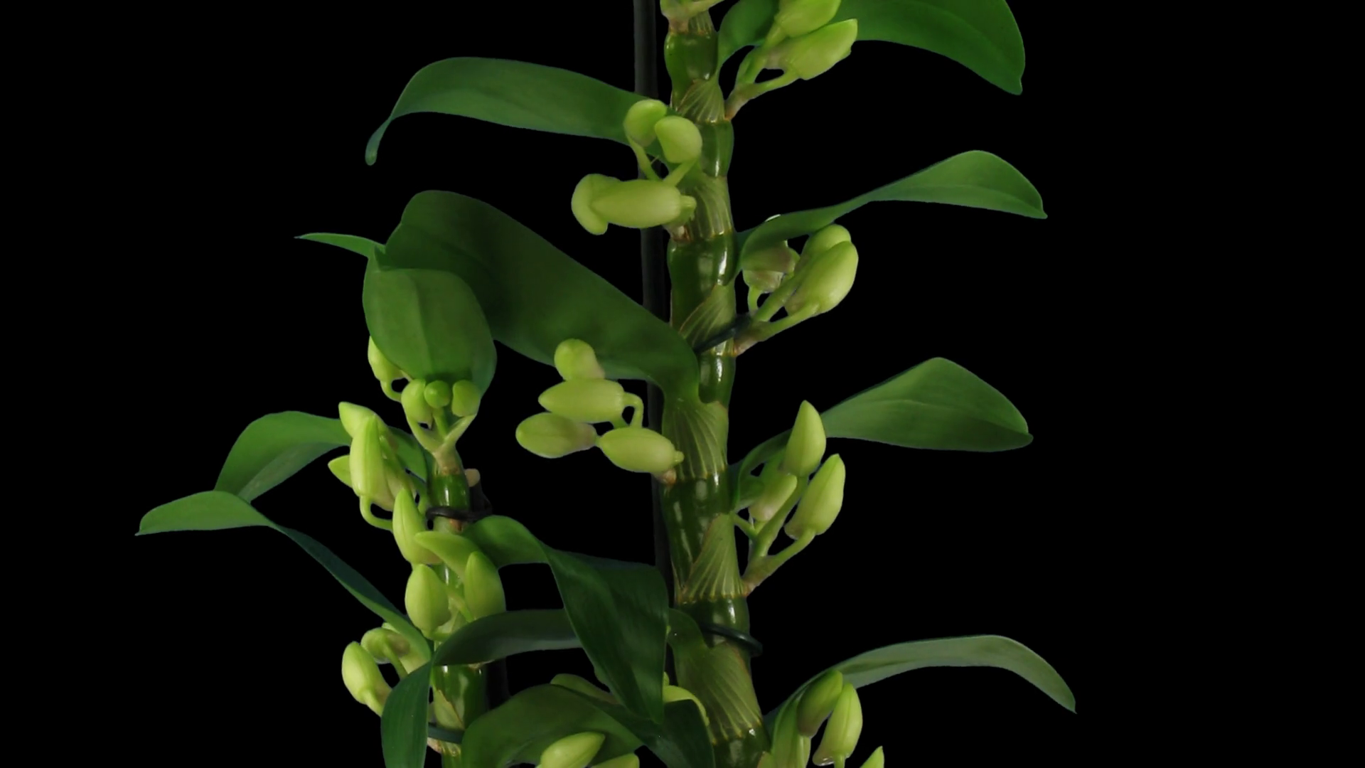 Time-lapse Of Opening Orchid Dendrobium Stock Footage SBV-315372937 ...