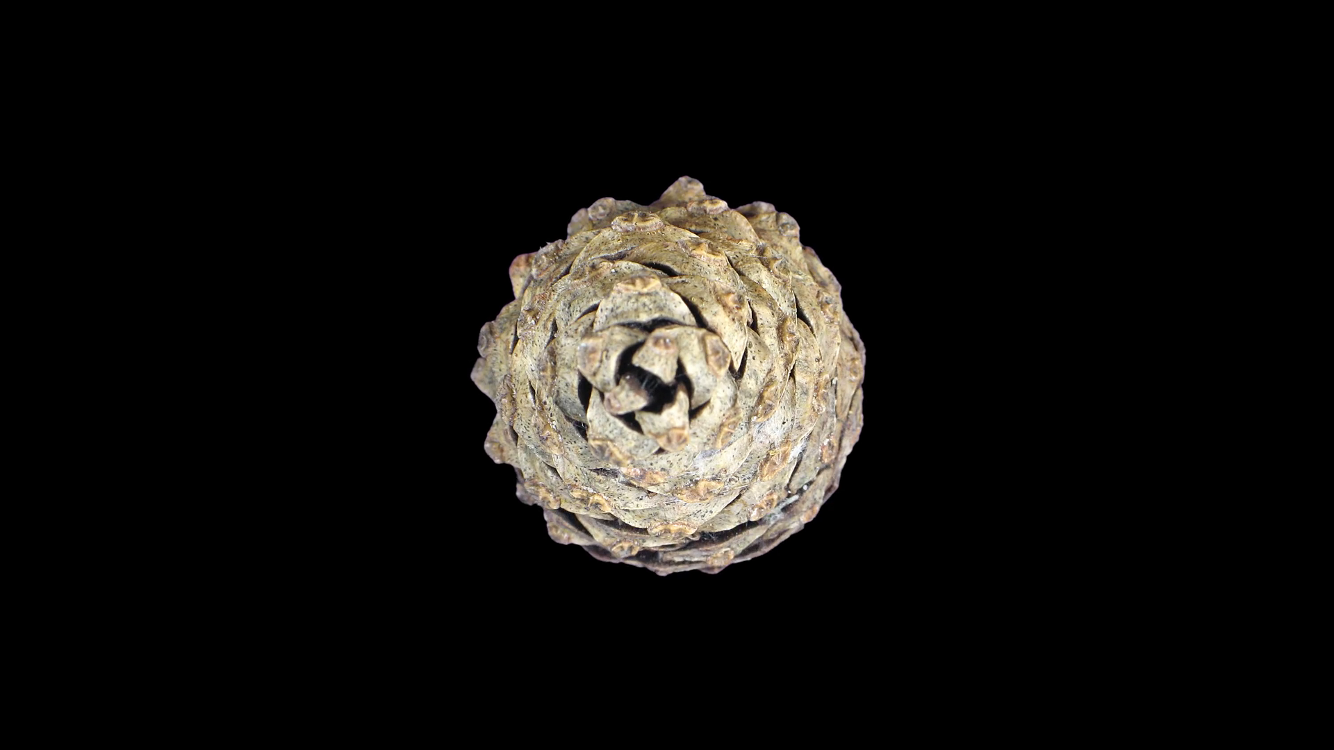 Time-lapse Of Opening Pine Cone 9x1 With Stock Footage SBV-317530667 ...