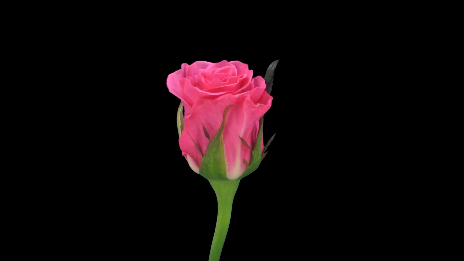 Time-lapse Of Opening Pink Ballet Rose 5x1 Stock Footage SBV-316875316 ...