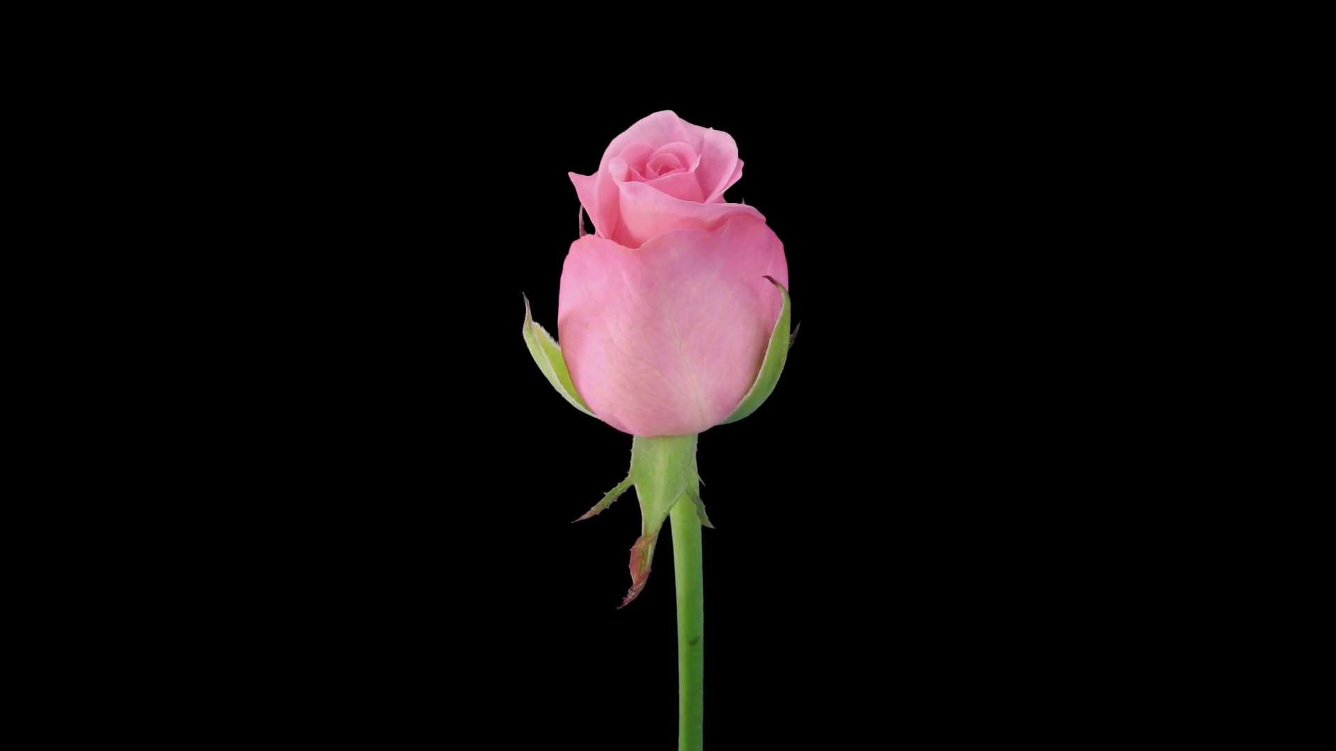 Time-lapse of opening pink Blushing Akito rose 1x5 in RGB + ALPHA matte ...