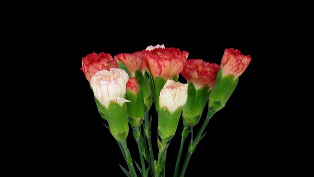 Bush Alpha Stock Footage: Royalty-Free Video Clips - Storyblocks