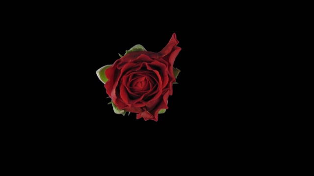 Rose Alpha Stock Footage: Royalty-Free Video Clips - Storyblocks