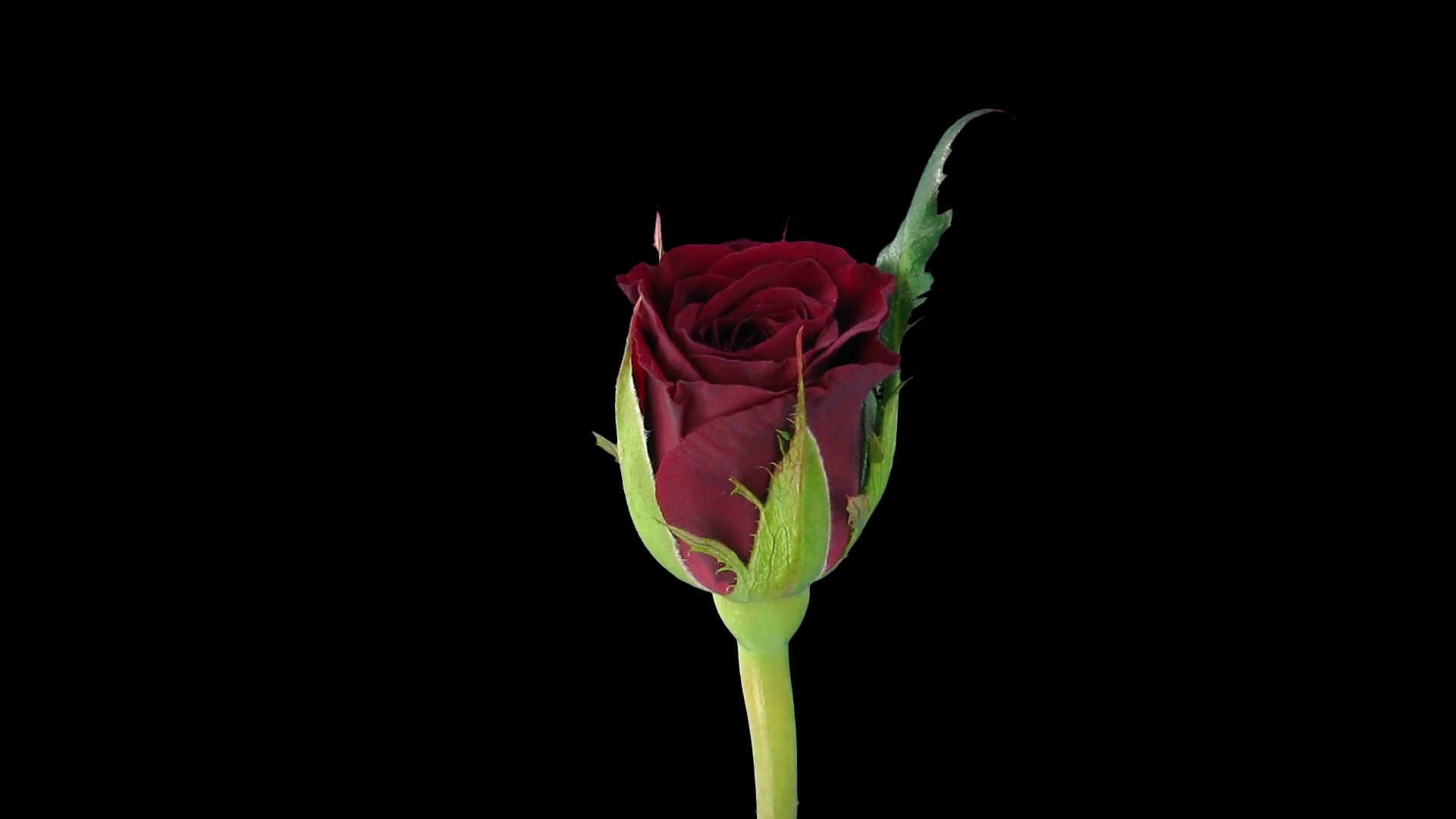 Time-lapse Of Opening Red Valentino Rose 2a4 Stock Footage SBV ...