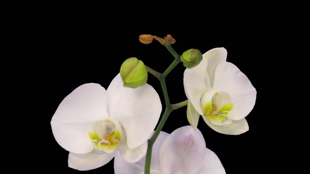 Flower Dying Time Lapse Falling Stock Footage: Royalty-Free Video Clips ...