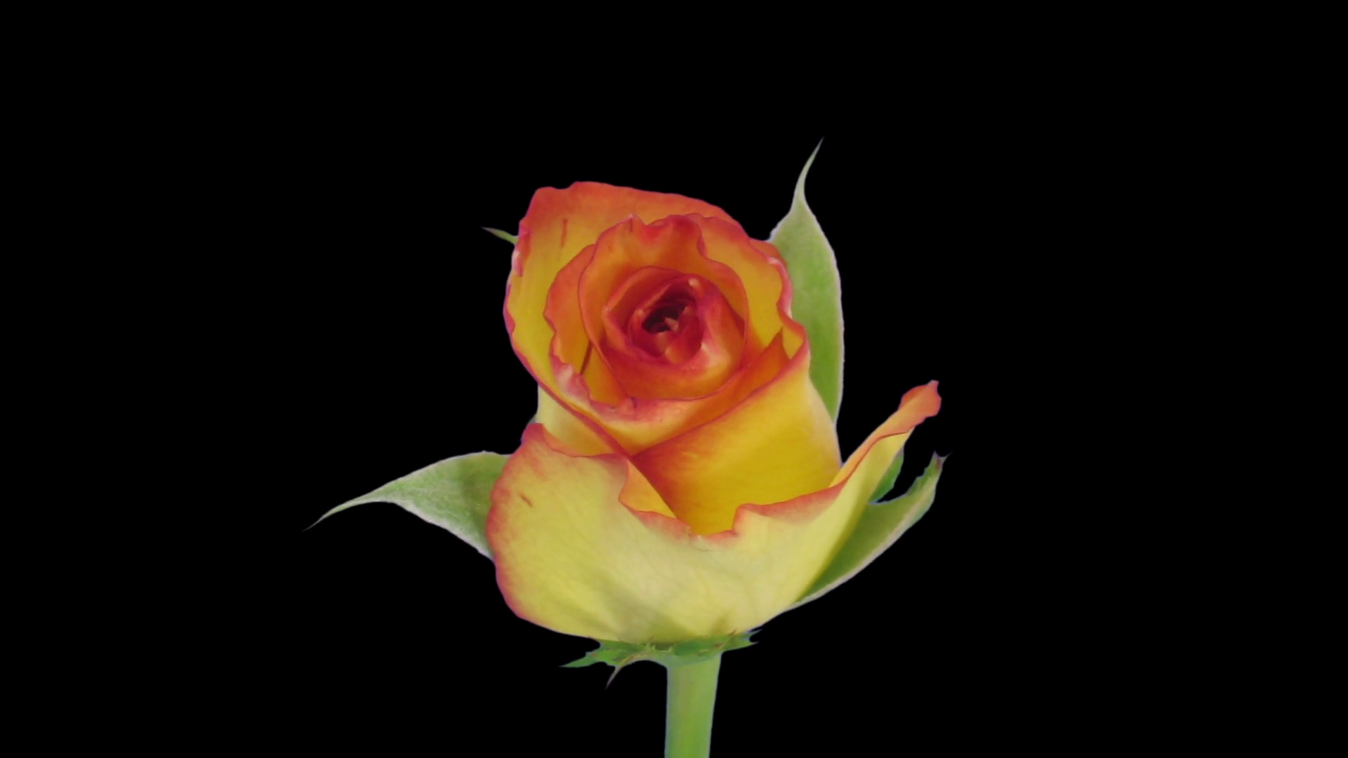 Time-lapse Of Opening Yellow Birdy Rose 2c3 Stock Footage SBV-316358922 ...