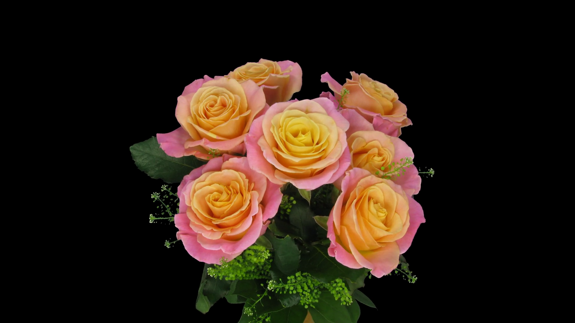 Time-lapse Of Rotating Growing Rose Miss Stock Footage SBV-320723121 ...