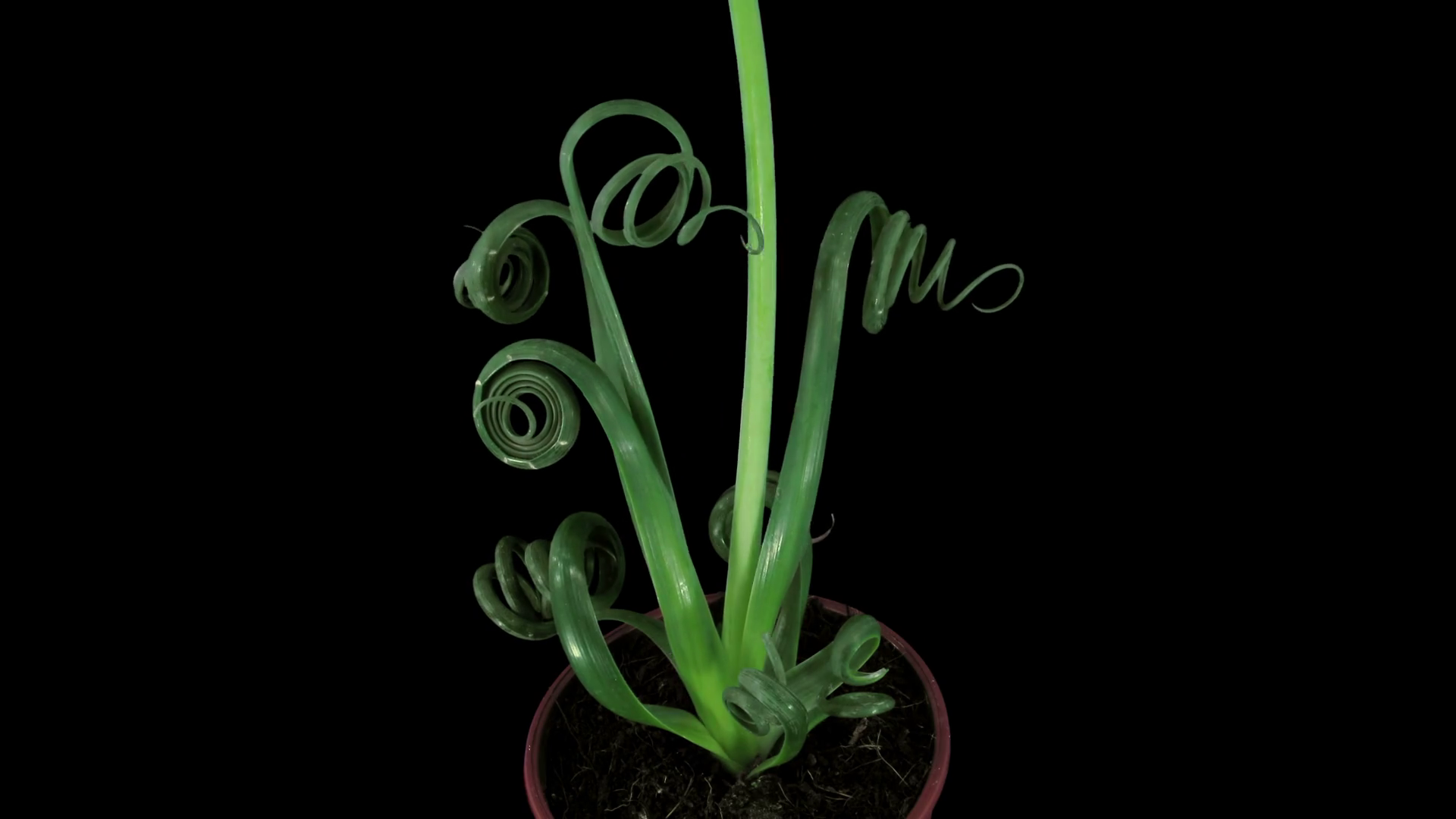 Time lapse of growing Albuca plant (Albuca Spiralis, Frizzle -Sizzle ...