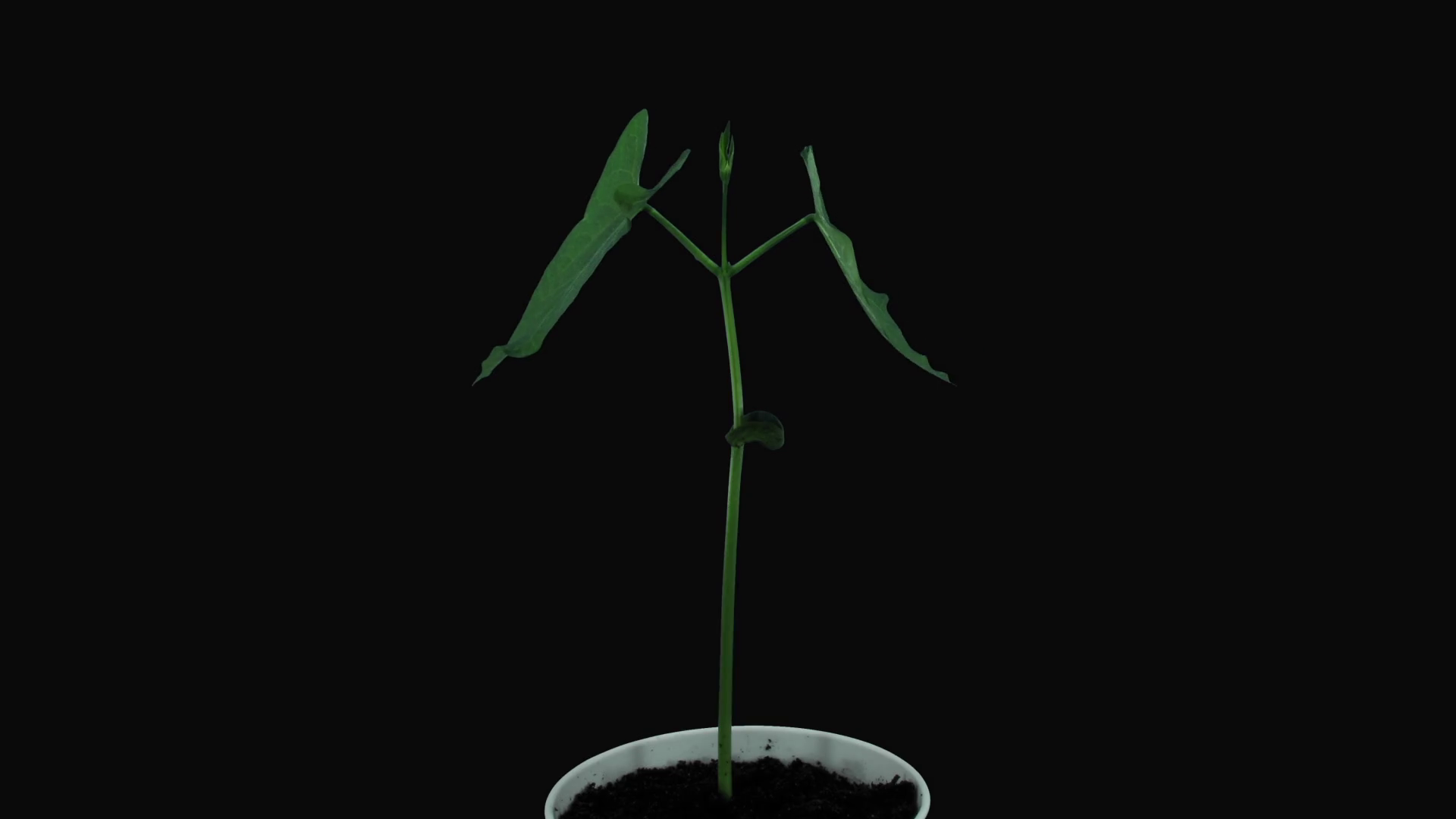 Phototropism Effect In Growing Bean Stock Footage SBV-347701016 ...