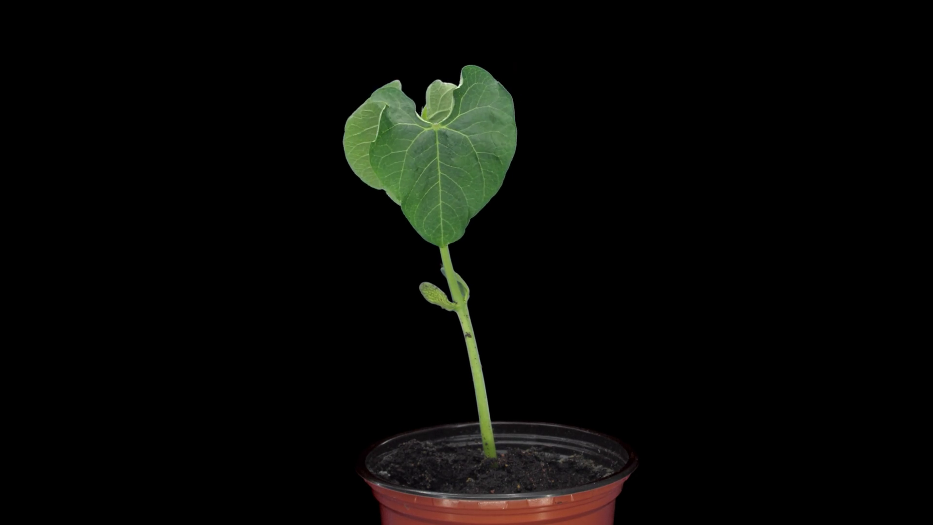 Time Lapse Of Growing Flambo Bean Seed In Stock Footage SBV-352138730 ...