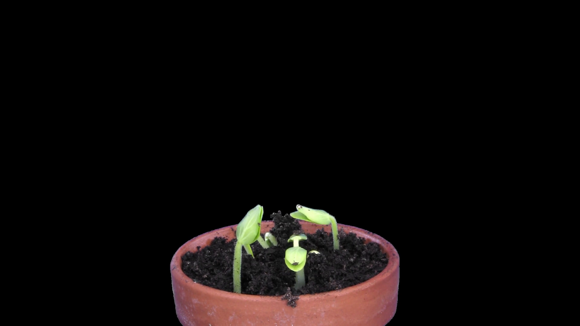 Time Lapse Of Growing Cucumbers With Alpha Stock Footage SBV-349247096 ...