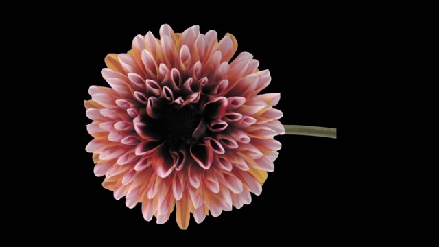 Indexed Vs Variable Stock Footage: Royalty-Free Video Clips - Storyblocks