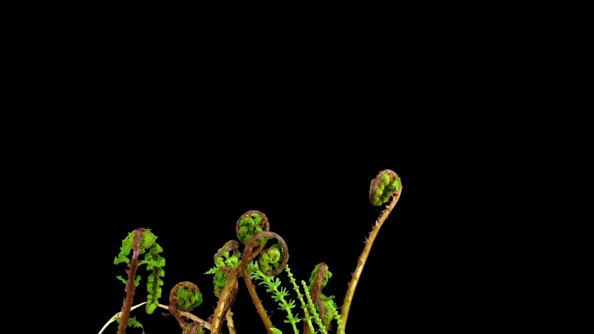 Time Lapse Of Growing Baby Fern Plants 1e2 Stock Footage SBV-347622307 ...