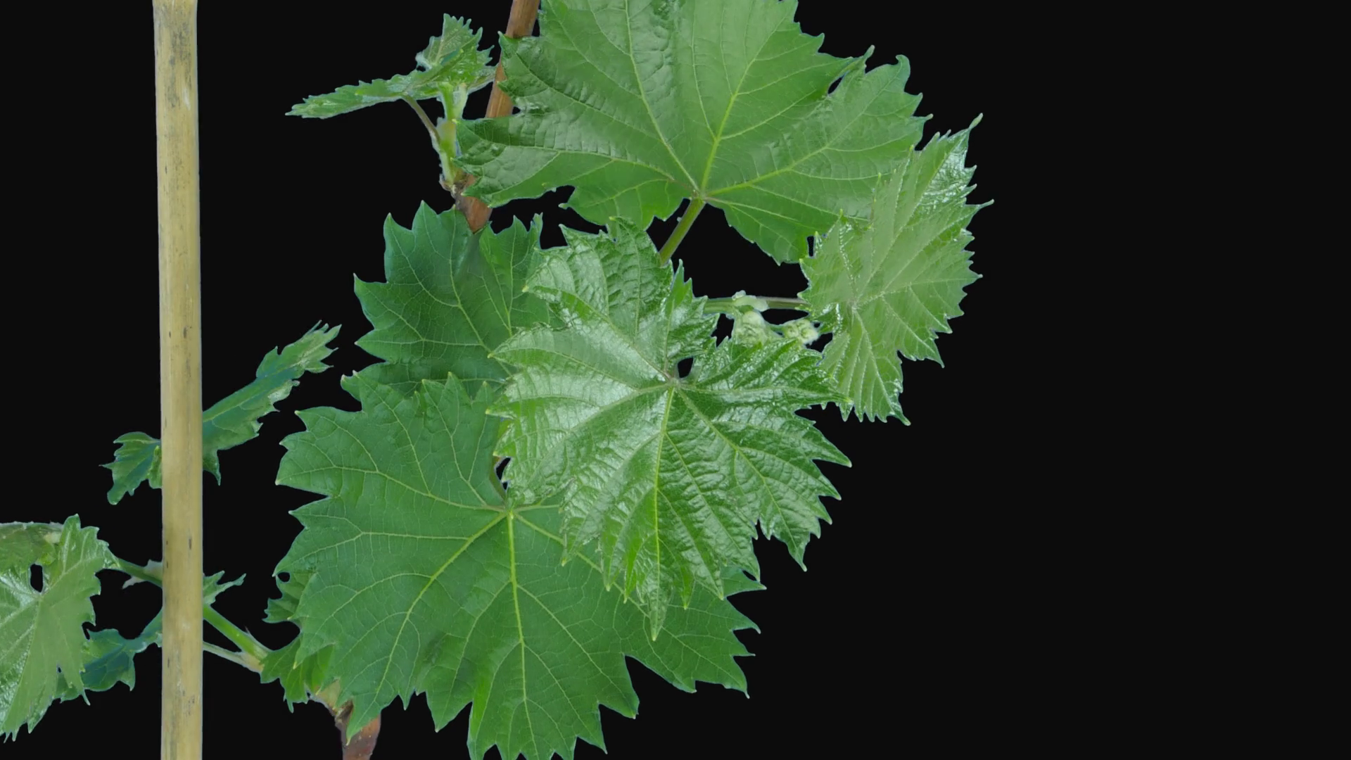 Time Lapse Of Growing Grapevine Branch With Stock Footage SBV-347367906 ...