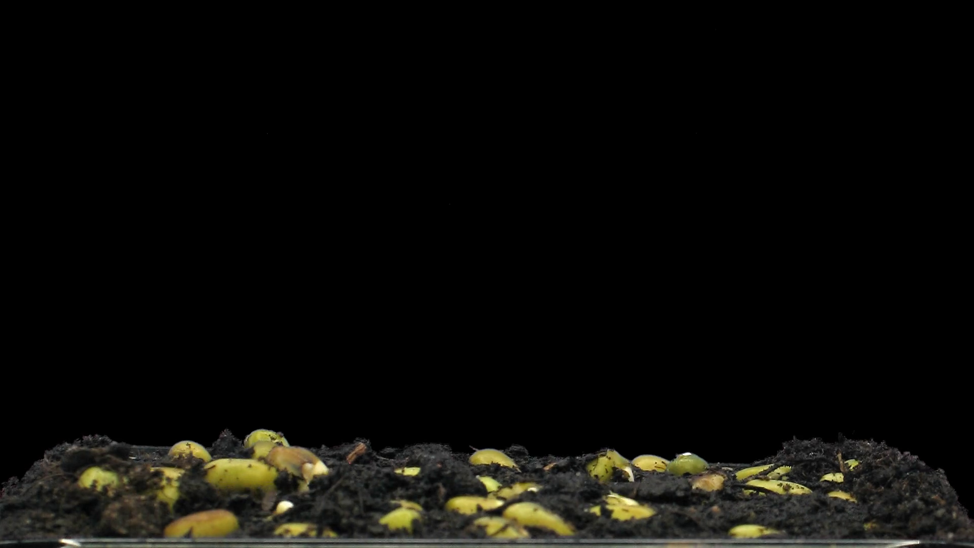 Time Lapse Of Germinating Mung Bean Seeds Stock Footage SBV-351854450 ...