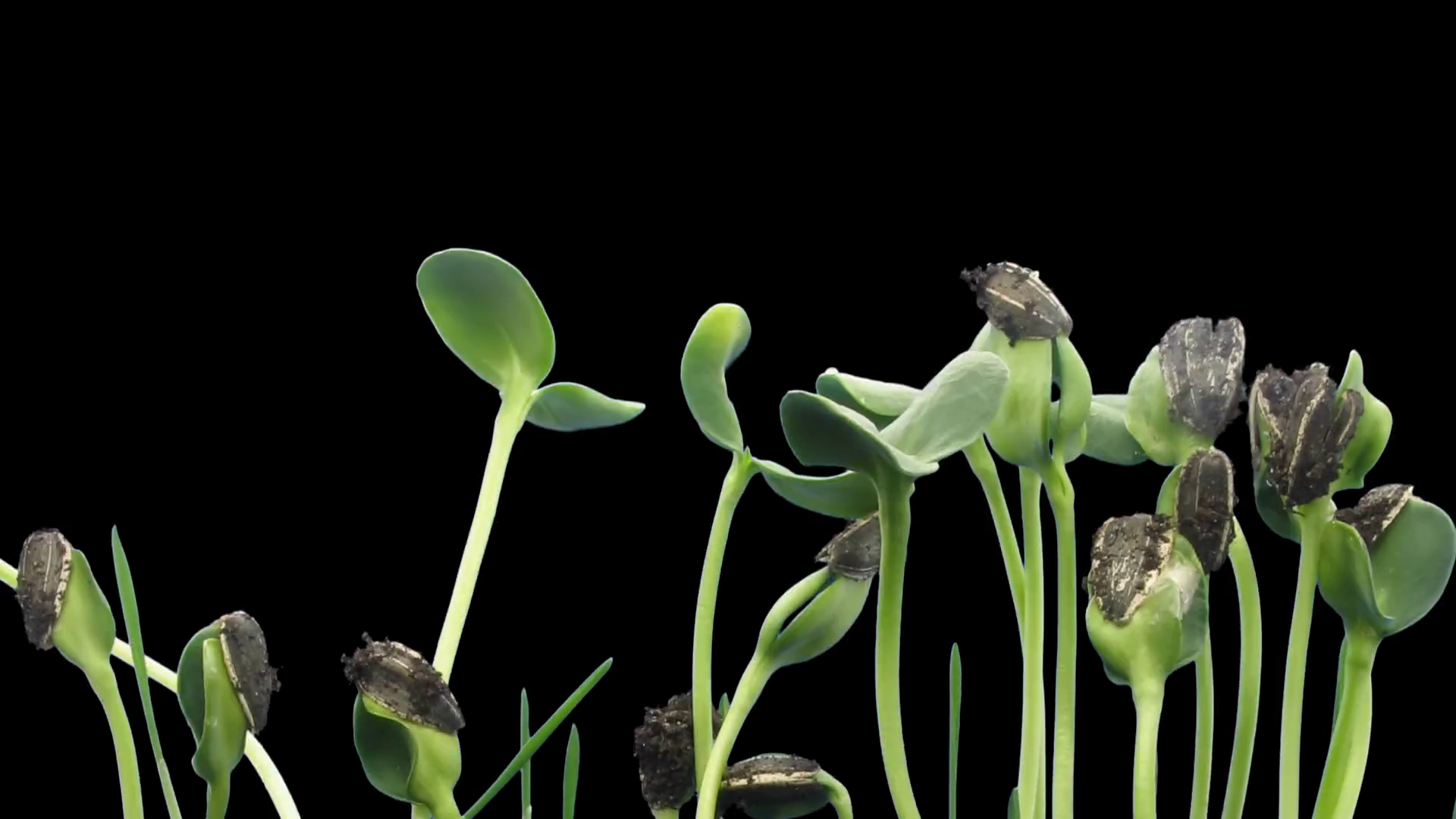 Time Lapse Of Germinating Sunflower Seeds Stock Footage SBV-351913739 ...