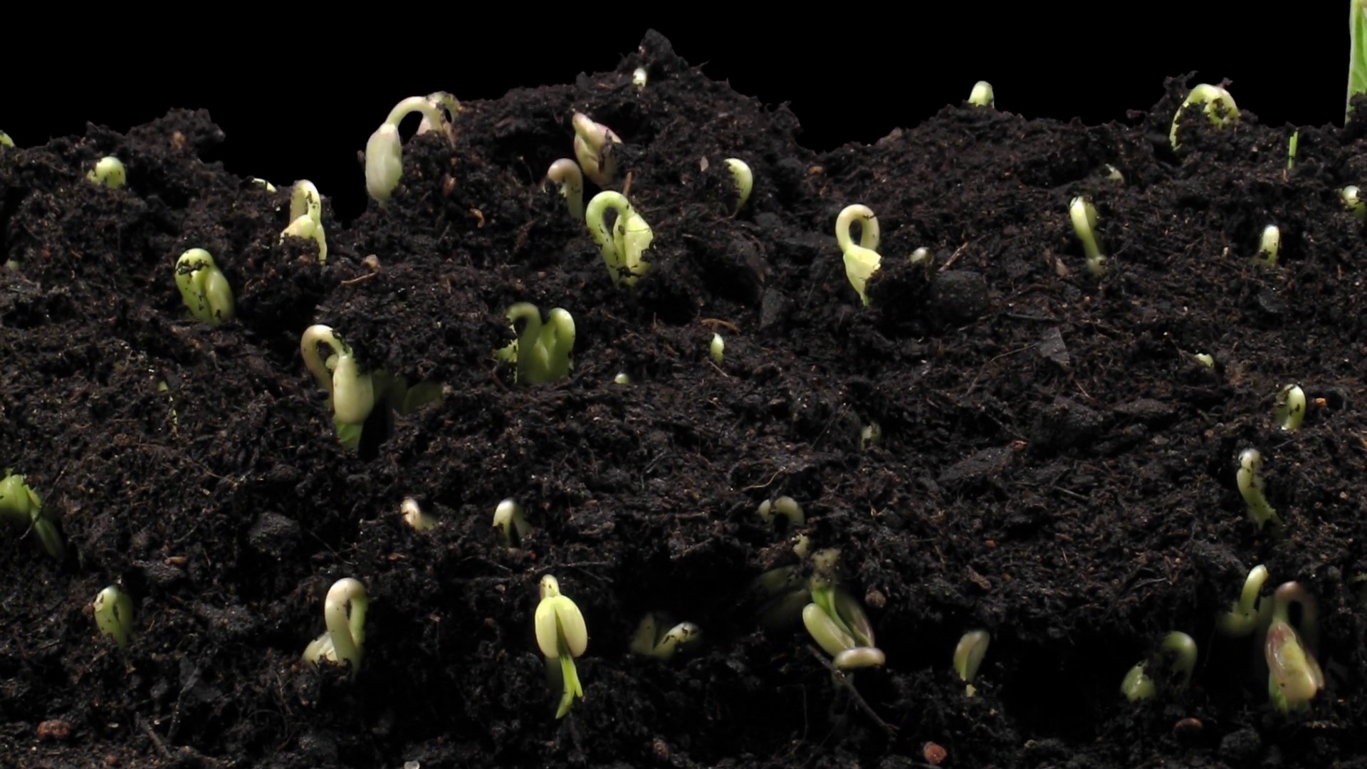 Time Lapse Of Germinating Mung Beans Stock Footage SBV-349276153 ...