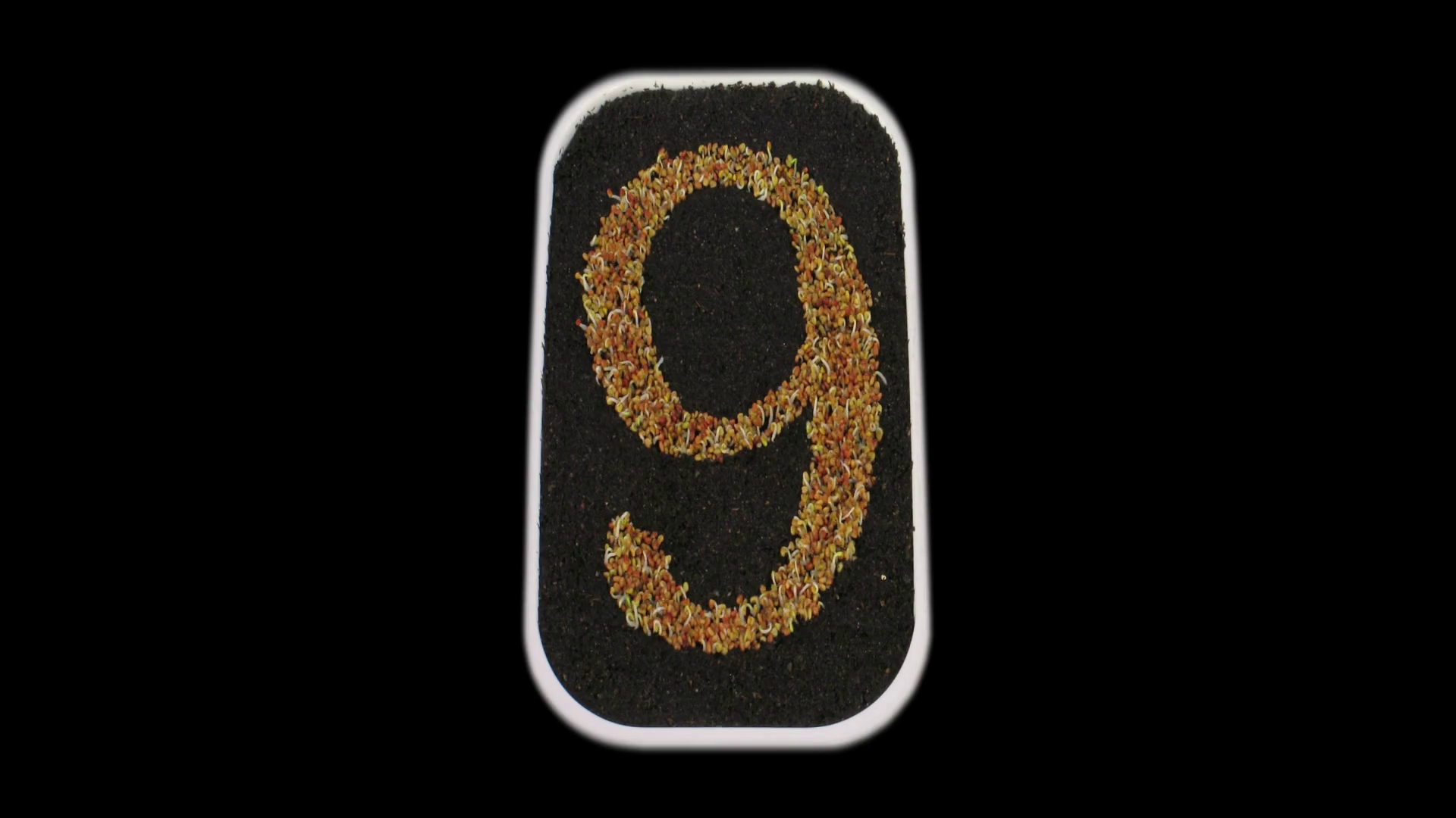 Time Lapse Of Growing Number 9 (nine) From Stock Footage SBV-347669314 ...