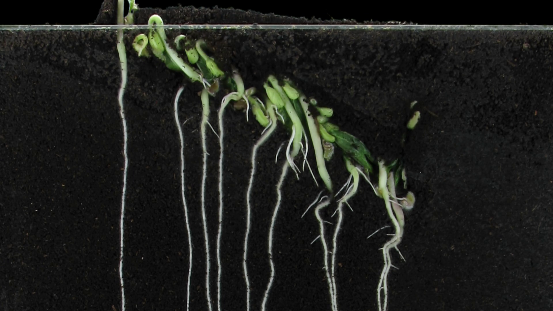Study Of Mung Bean Planting Depth In Rhizobox Stock Footage SBV ...
