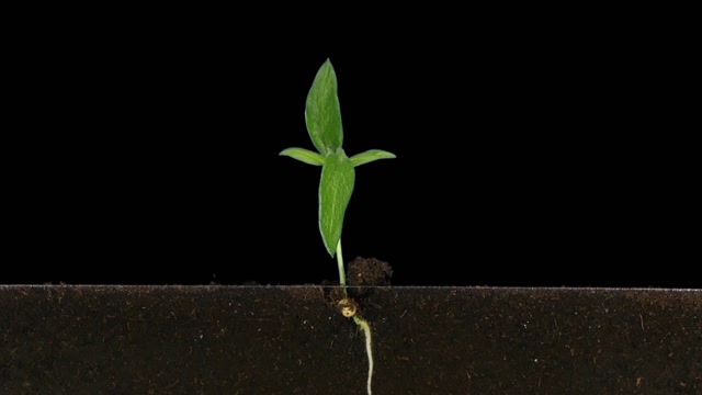 Plant Growing From Seed Animation Stock Footage: Royalty-Free Video ...