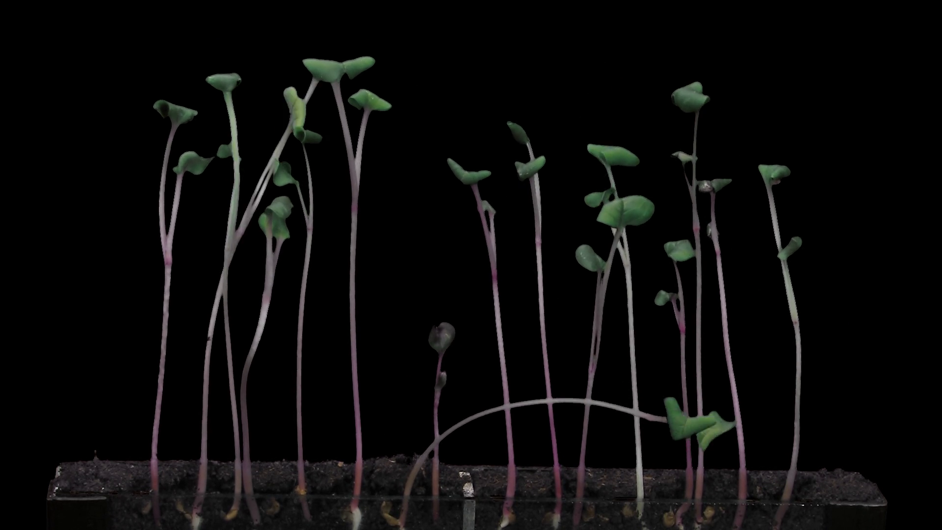 Time Lapse Of Radish Seeds Germinating Stock Footage SBV-351866876 ...
