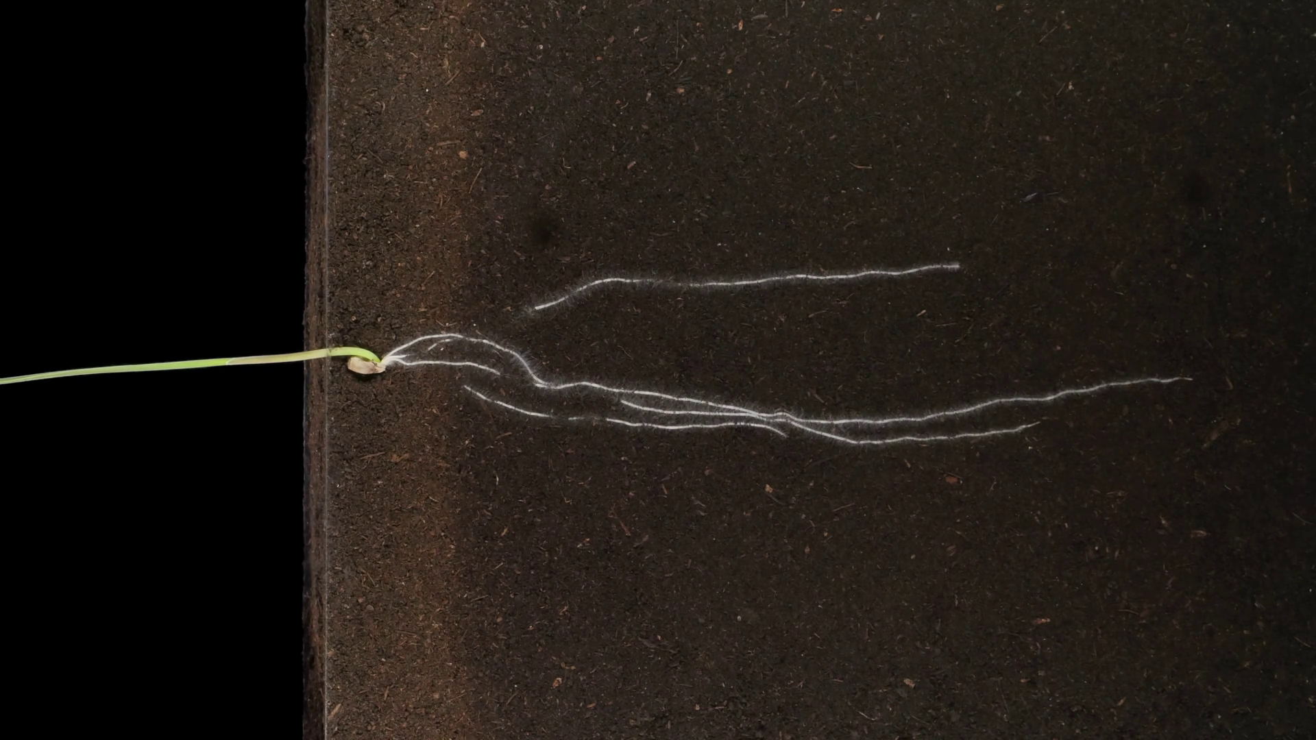 Time Lapse Of Rye Grain Germinating Growing Stock Footage SBV-348971485 ...