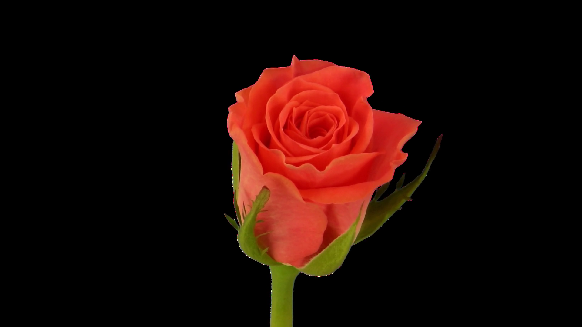 Time Lapse Of Opening Amsterdam Rose With Stock Footage SBV-349319300 ...