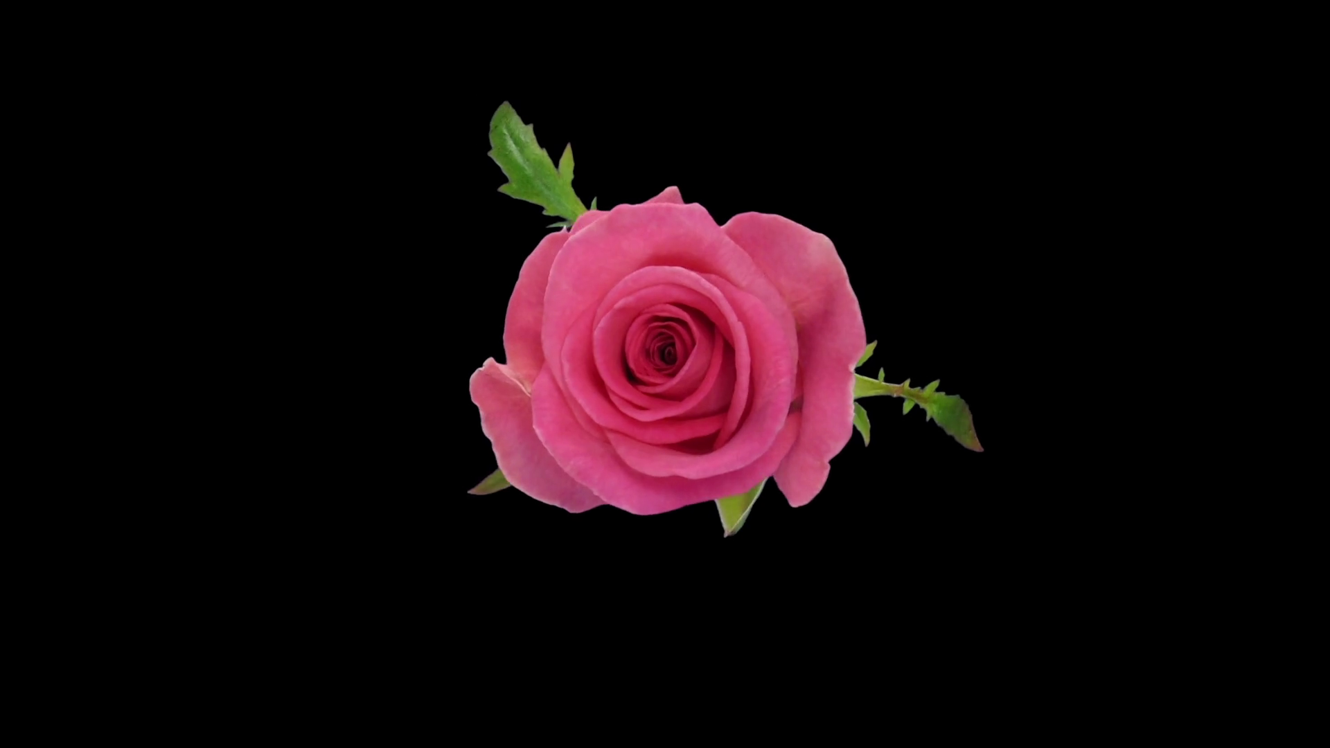 Time Lapse Of Opening Attachea Rose Top View Stock Footage SBV ...