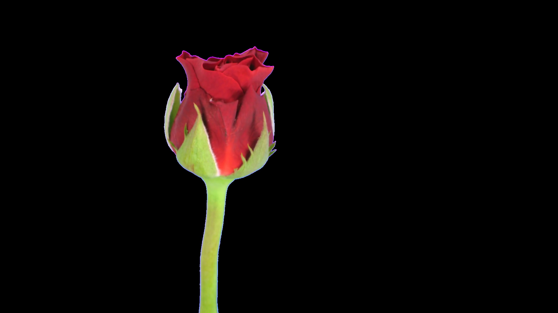Time-lapse Of Red Rose Blooming Fading With Stock Footage SBV-349242256 ...