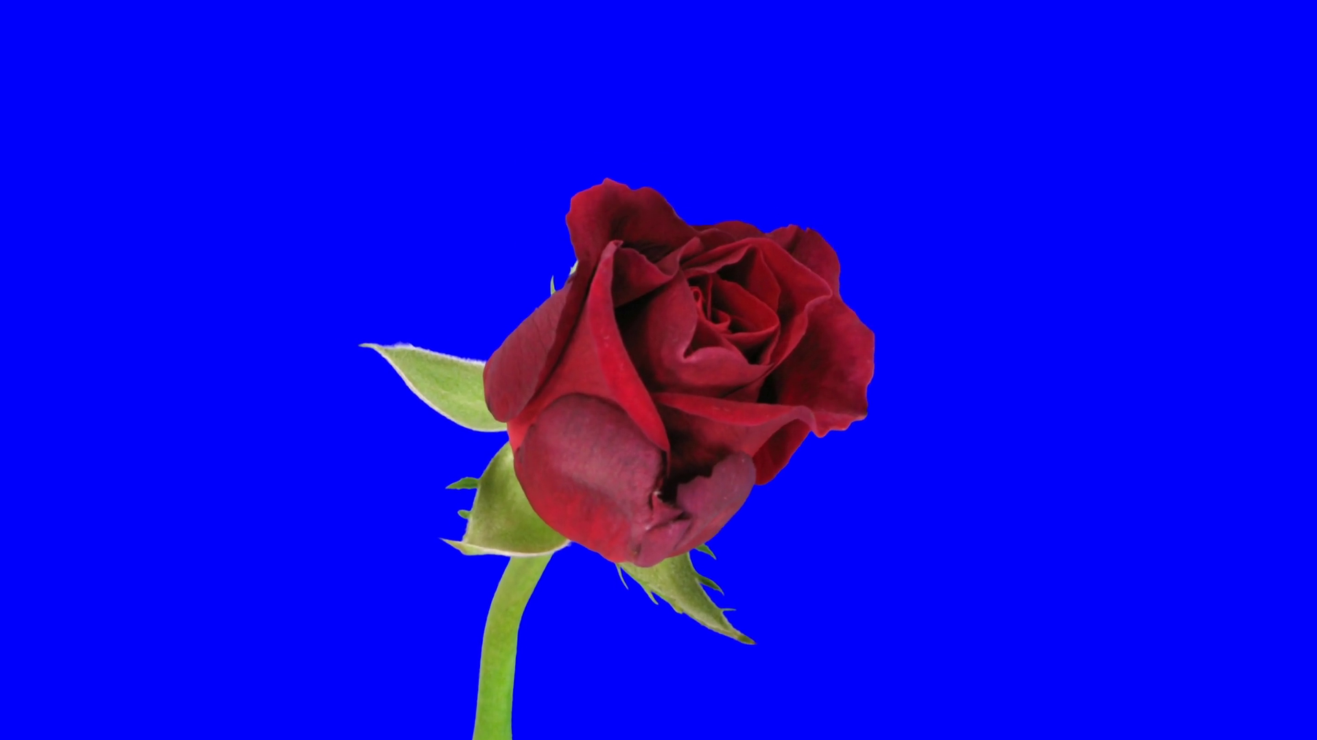 Time Lapse Of Opening Red Rose Stock Footage SBV-349242503 - Storyblocks