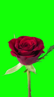 red rose intro