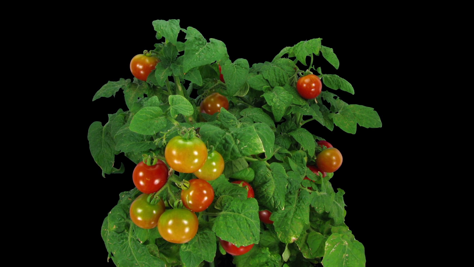 Time Lapse Of Tomato Plant With Ripening Stock Footage SBV-349268180 ...