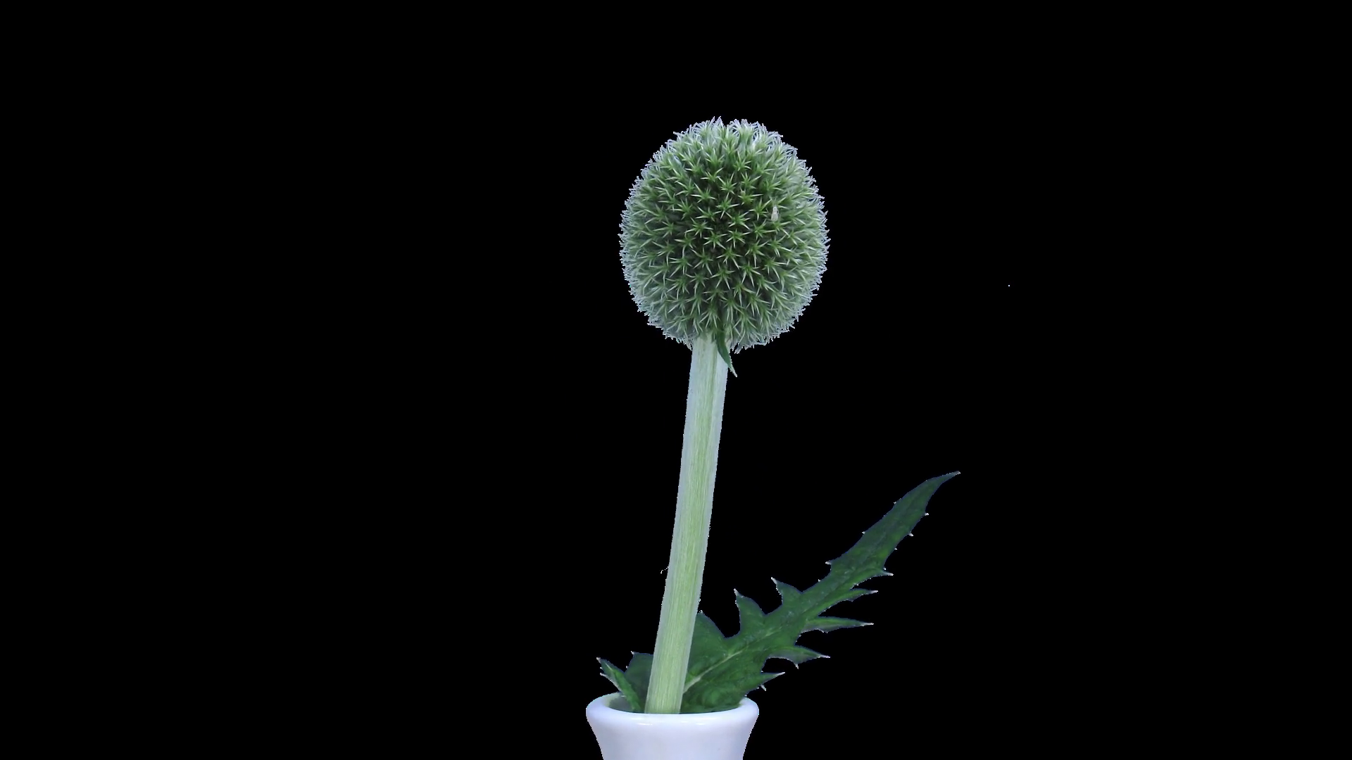 Time Lapse Of Growing Weed Stock Footage SBV-349264747 - Storyblocks