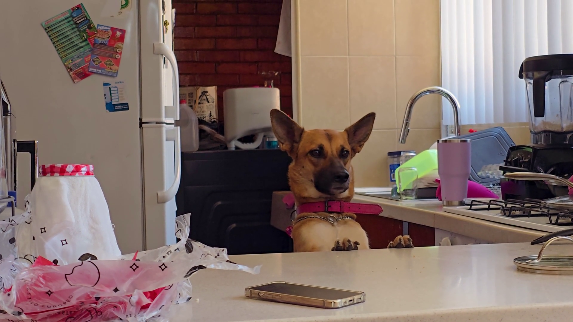 Home Video Of Dog Curiously Observing Stock Footage SBV-352864700 ...