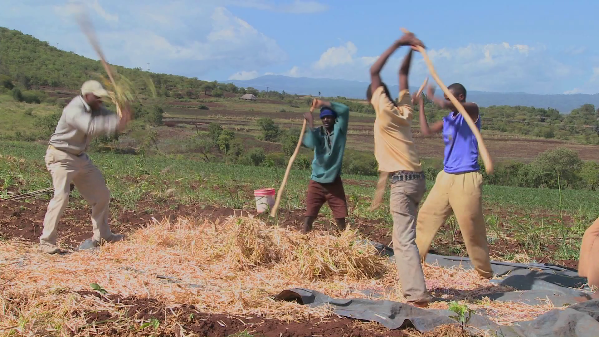 A Circle Of Men Thresh Wheat On Farm In Stock Footage SBV-307927800 ...