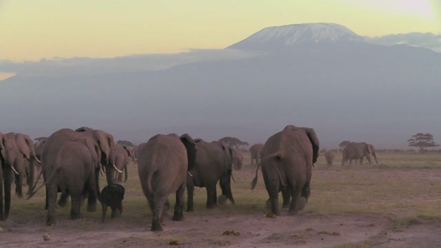 Kruger National Park Stock Footage: Royalty-Free Video Clips - Storyblocks