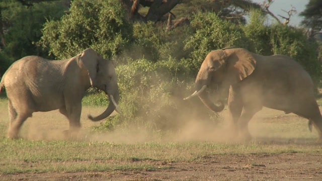 Elephant Fight Stock Footage: Royalty-Free Video Clips - Storyblocks