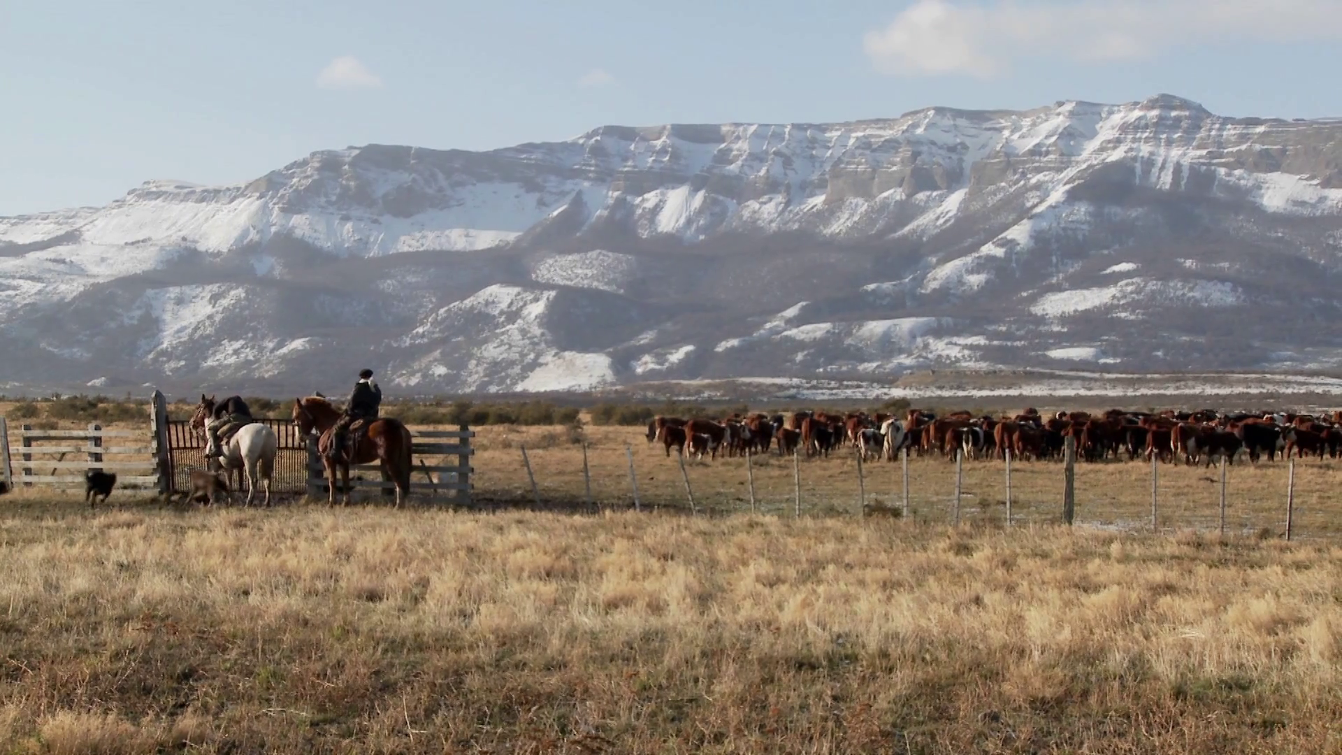 Gaucho Cowboys From Argentina Ride Horses Stock Footage SBV-306812811 ...