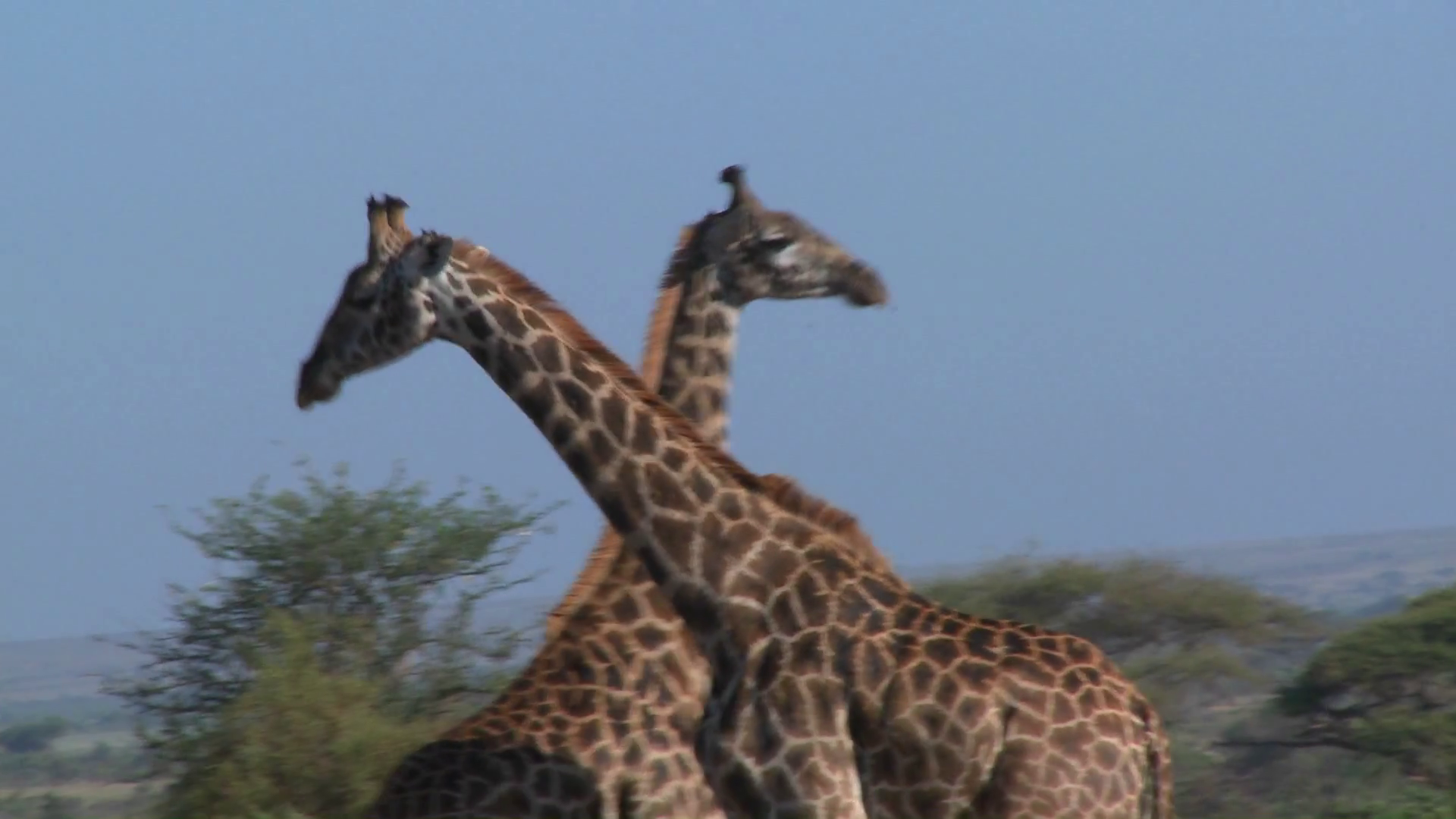 Giraffes Tussle Fight In Display Of Mating Stock Footage SBV-307927824 ...