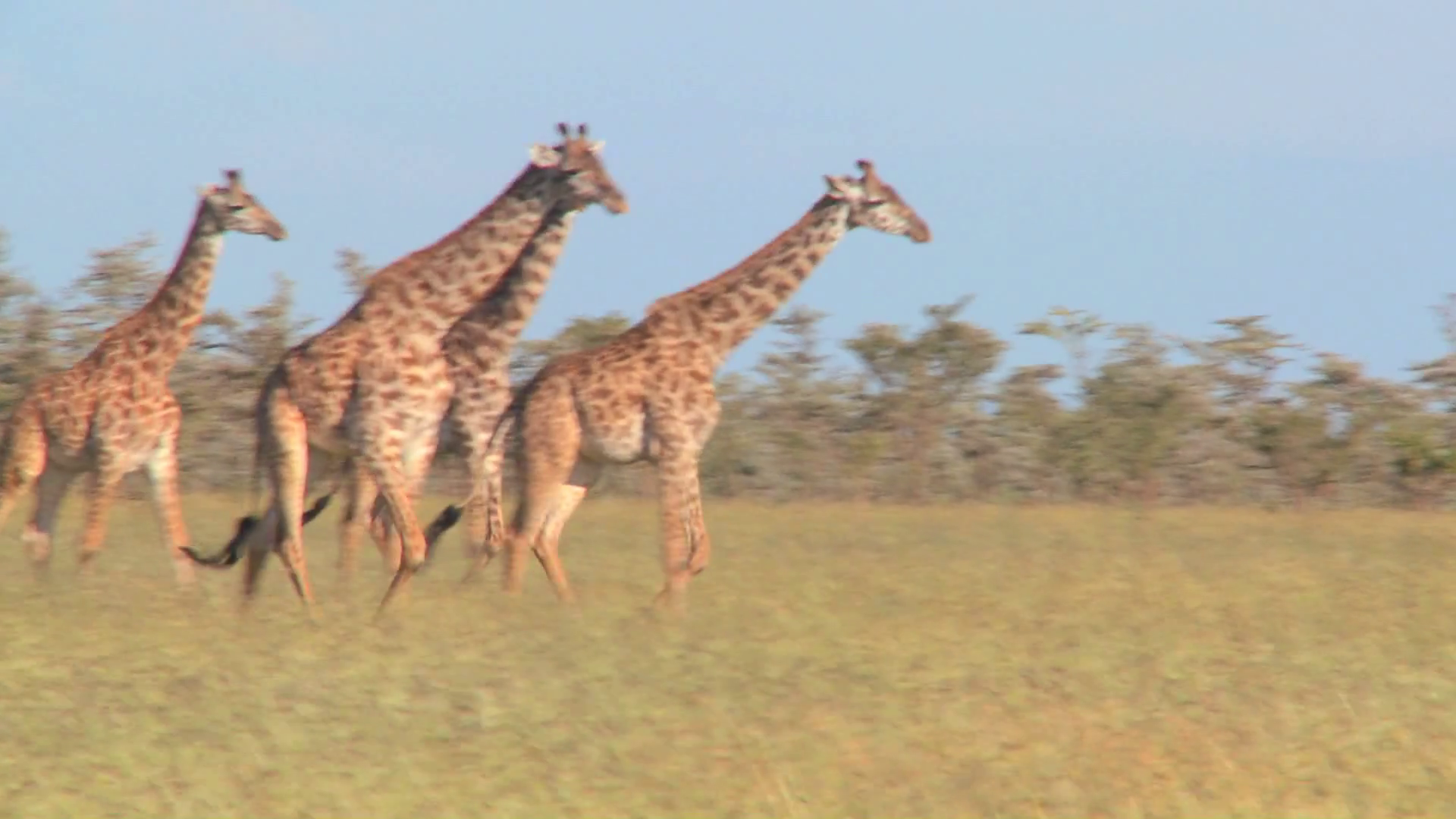 Giraffes Walk Through Golden Grasslands In Stock Footage SBV-307927649 ...