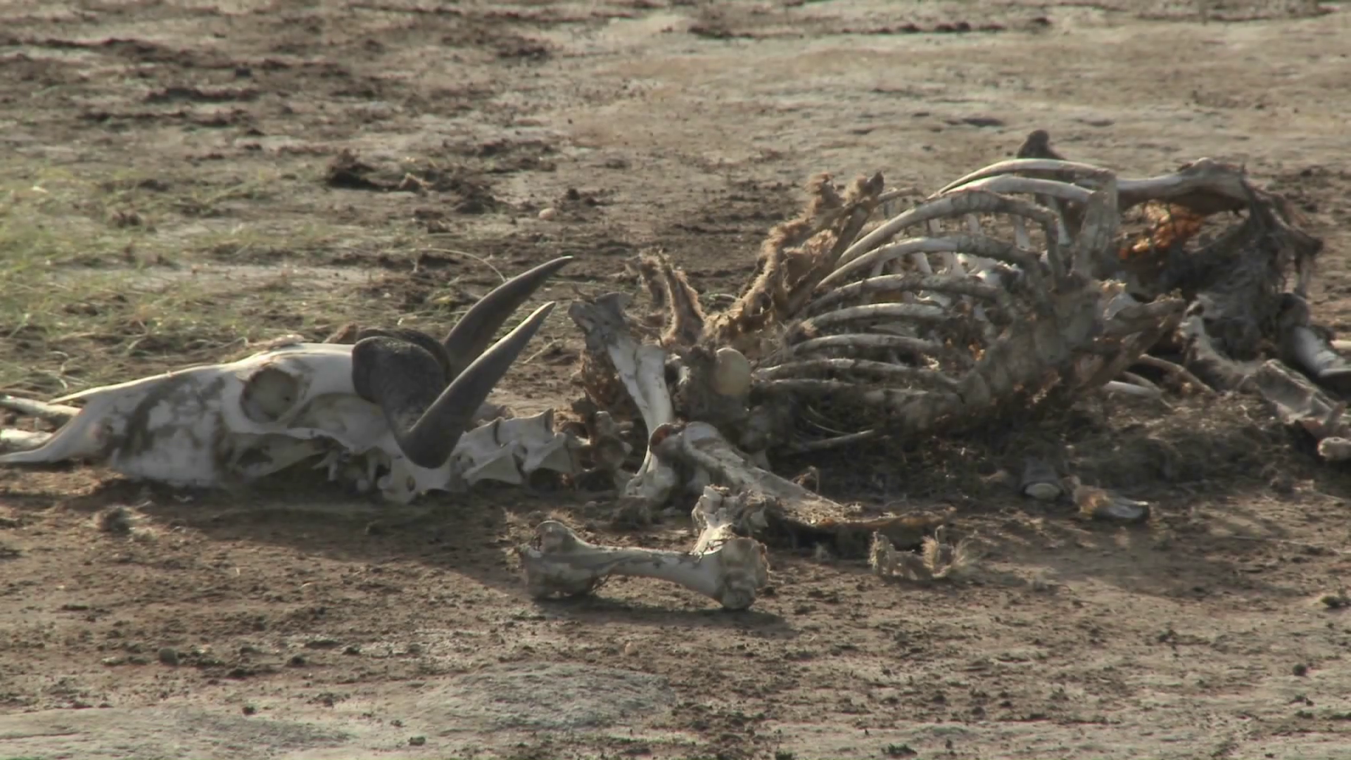 In Parched Landscape Skeleton Of Dead Animal Stock Footage SBV