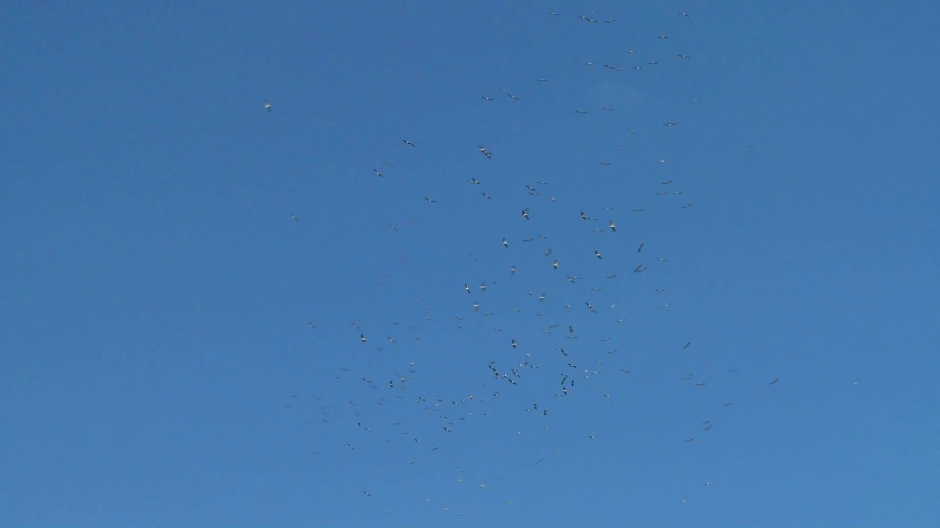 Vultures Circling Over Dead Prey Stock Footage SBV-307927273 - Storyblocks